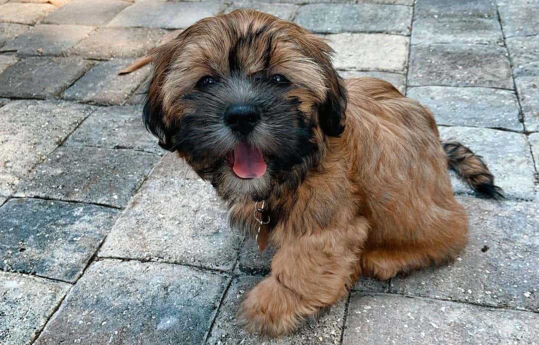 Shih Tzu Colors: The Standard & Rare Shih Tzu Coat Colors - K9 Web