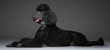 Poodle Colors: The Standard & Rare Poodle Coat Colors - K9 Web