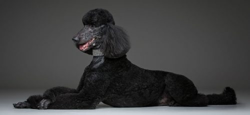 Poodle Colors: The Standard & Rare Poodle Coat Colors - K9 Web