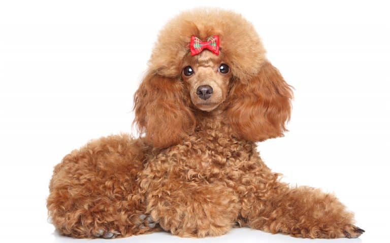 Poodle Colors: The Standard & Rare Poodle Coat Colors - K9 Web