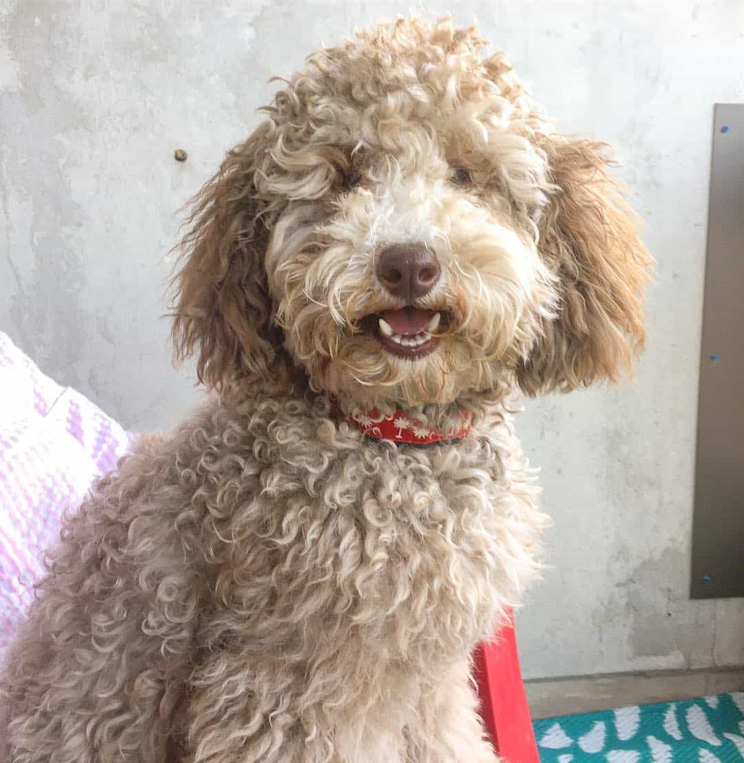 Poodle Colors: The Standard & Rare Poodle Coat Colors - K9 Web