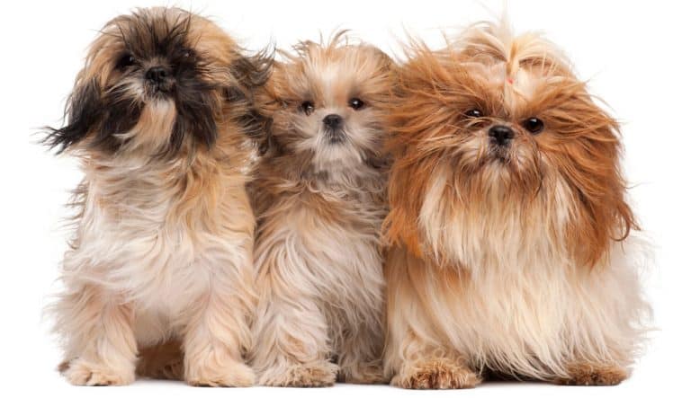 Shih Tzu Colors: The Standard & Rare Shih Tzu Coat Colors - K9 Web
