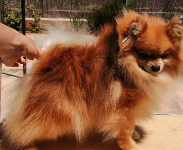 Pomeranian Colors: The Standard & Rare Pom Coat Colors - K9 Web