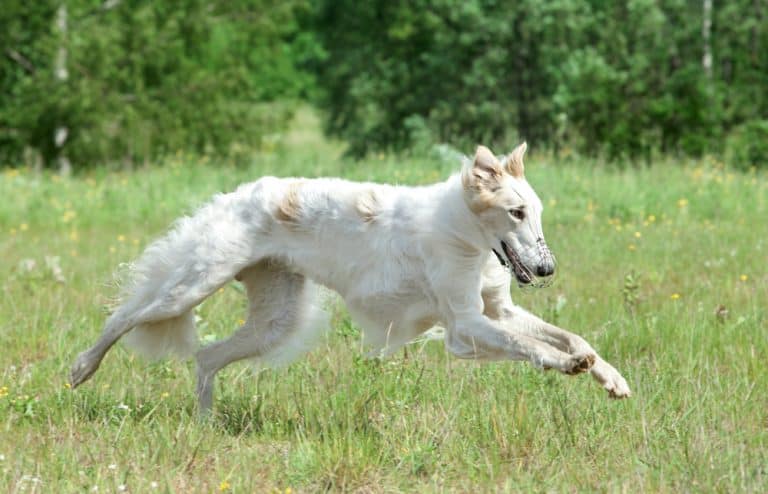 Borzoi: The Elegant Sighthound of Russia - K9 Web