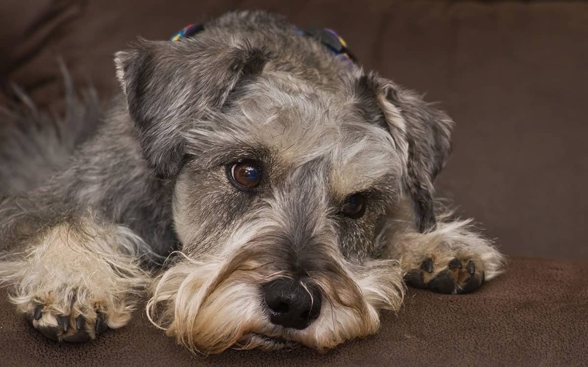The Pocket Size Cutie: The Miniature Schnauzer - K9 Web