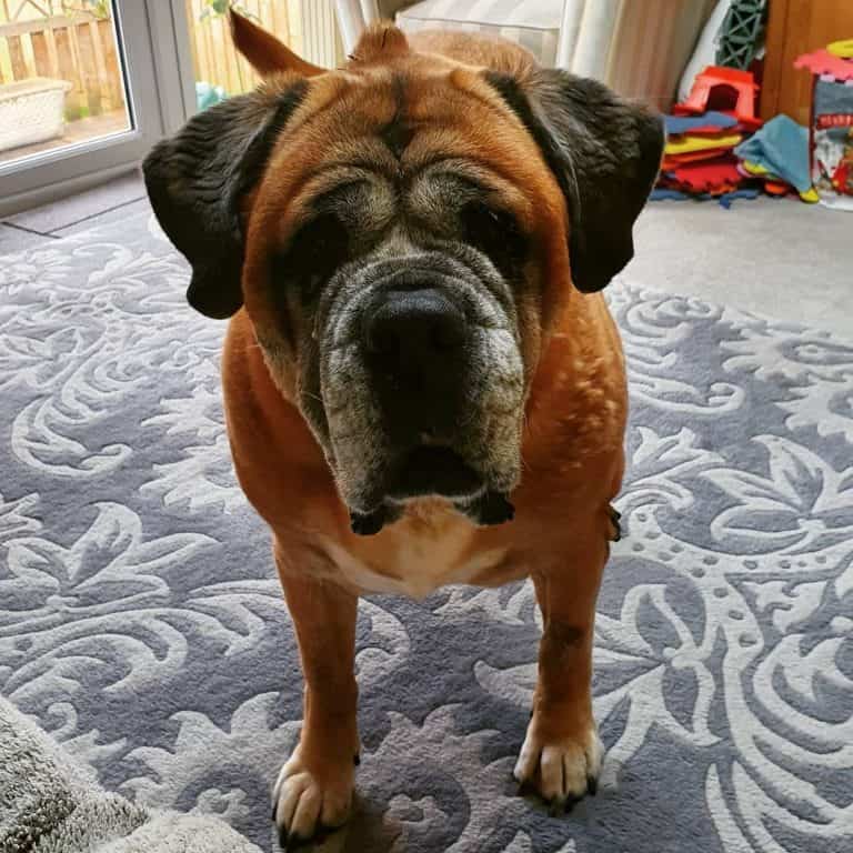 A Complete Guide to the Huge, Loyal Bullmastiff - K9 Web