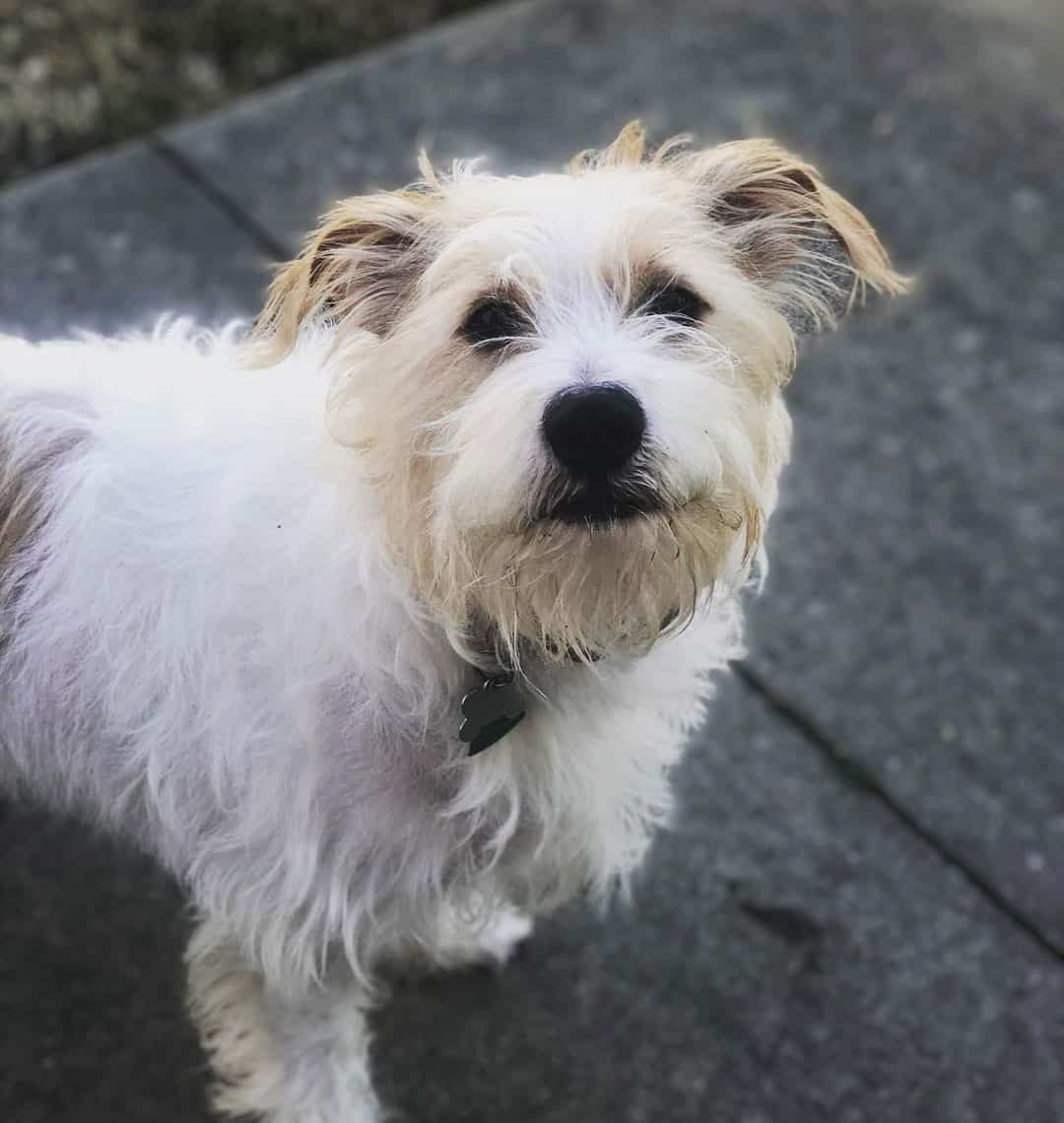 Schnauzer Mixes: 30 Different Schnauzer Crossbreeds - K9 Web