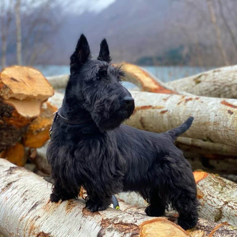 The Scottish Terrier: What a Diehard Fan Needs to Know - K9 Web