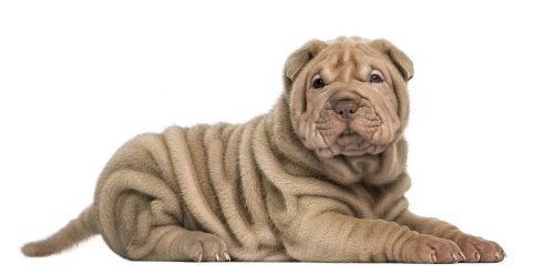 Chinese Shar Pei: The wrinkliest dog in the world - K9 Web
