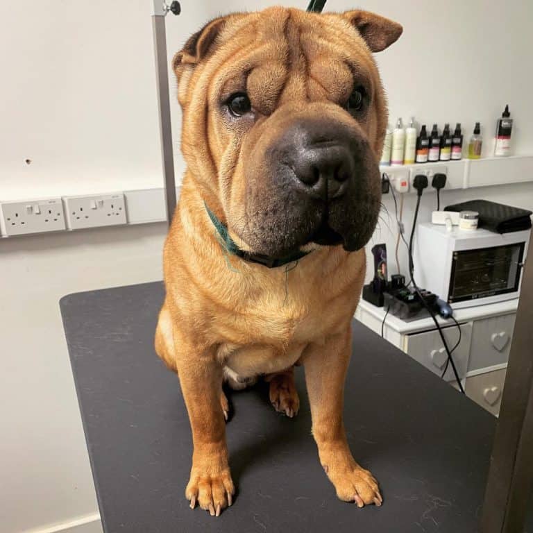 Chinese Shar Pei: The wrinkliest dog in the world - K9 Web