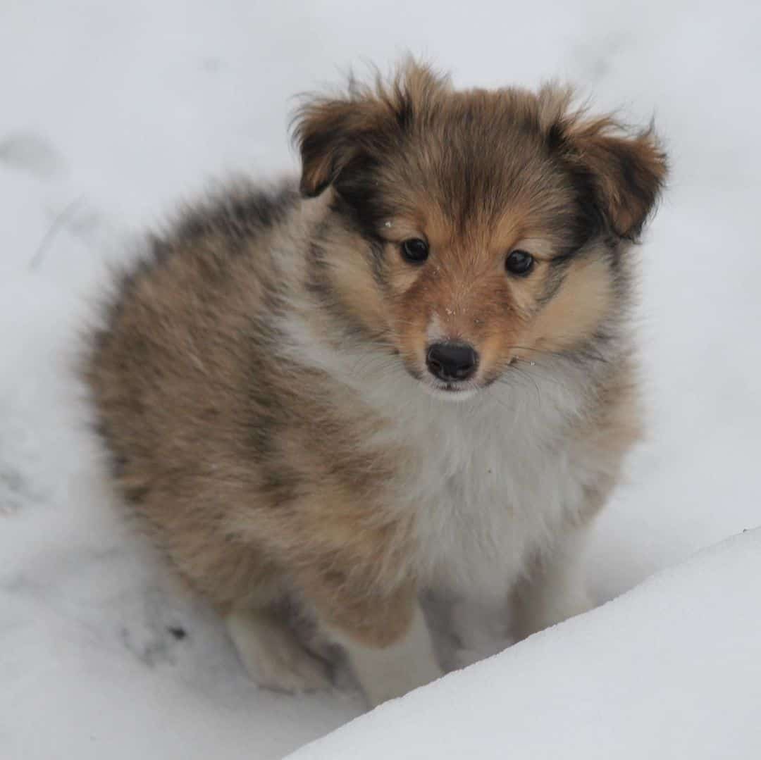 The Shetland Sheepdog: What to know about the Sheltie - K9 Web