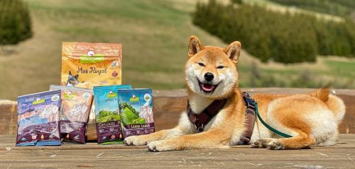 Shiba Inu Dog Price: How Much Does a Shiba Puppy Cost? - K9 Web