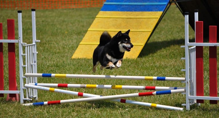 The most comprehensive dog acronym list - K9 Web