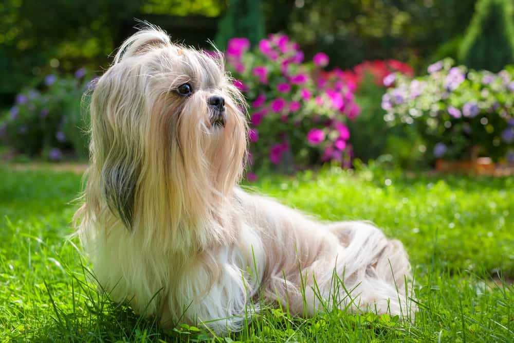 What are the Best Shih Tzu Names for My New Puppy? - K9 Web