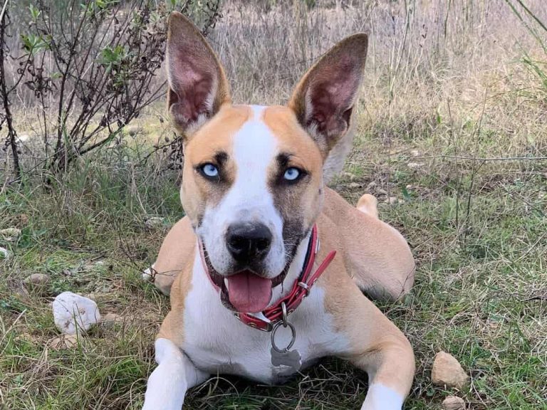 Pitbull Mixes: 40 Different Pittie Crossbreeds We Adore - K9 Web