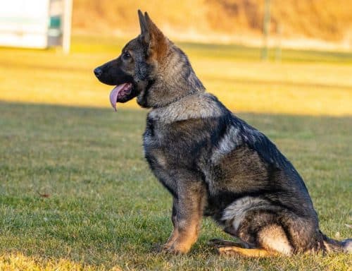 What you need to know before getting a Czech German Shepherd - K9 Web