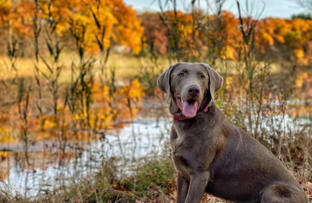 Labrador Retriever Colors: The Standard & Rare Lab Coat Colors - K9 Web