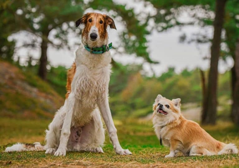 Borzoi: The Elegant Sighthound of Russia - K9 Web