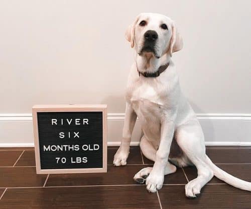 400 Best Labrador Retriever Names that are Unique and Cool - K9 Web