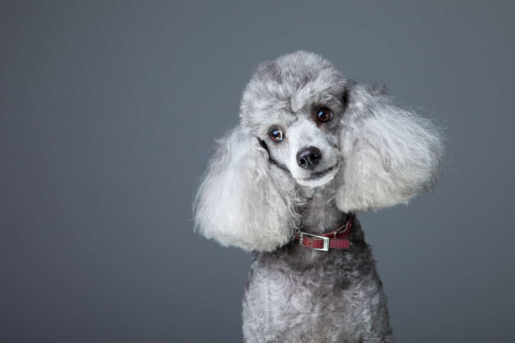 Types of Poodles: 5 Different Types of Poodle Dogs - K9 Web