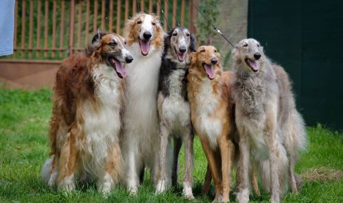 Borzoi: The Elegant Sighthound of Russia - K9 Web