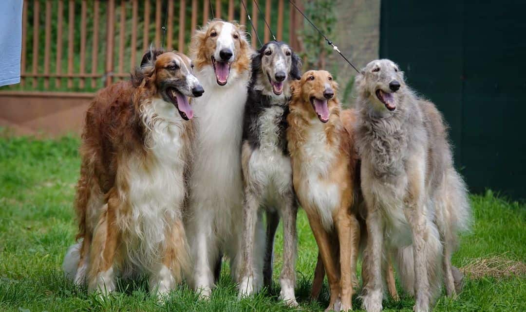 Borzoi: The Elegant Sighthound of Russia - K9 Web