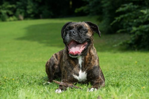200+ Popular and Meaningful Boxer Names For Your Dog - K9 Web