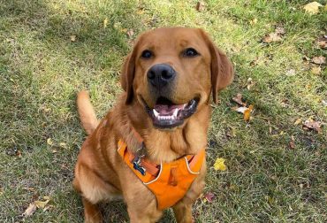 400 Best Labrador Retriever Names that are Unique and Cool - K9 Web