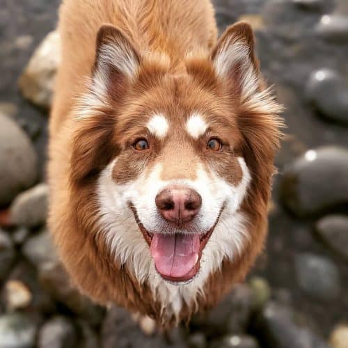 Are you ready for the confident Chusky? - K9 Web