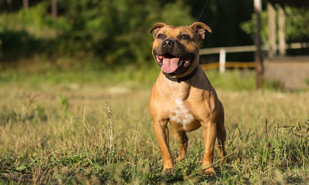 American Staffordshire Terrier vs Pit Bull: Which is the Perfect Dog ...
