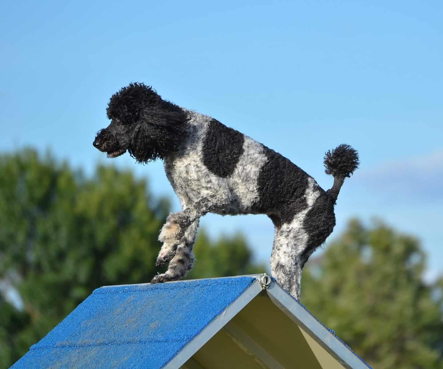 Types of Poodles: 5 Different Types of Poodle Dogs - K9 Web