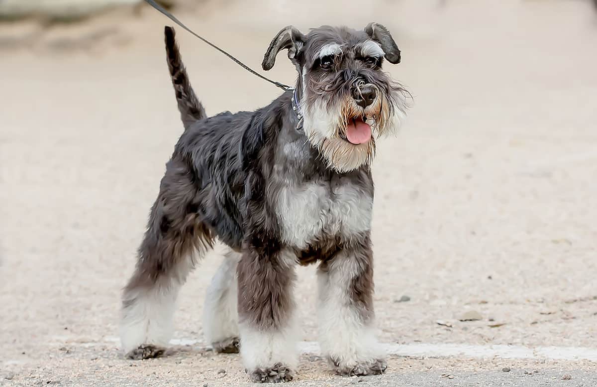 The Loyal, Alert, and Trainable Giant Schnauzer - K9 Web