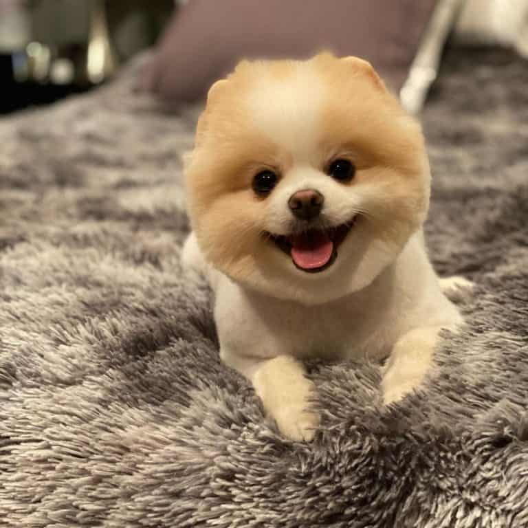 Why the Fluffy Pomeranian is the Best Companion - K9 Web