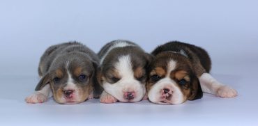 Beagle Colors: The Standard & Rare Beagle Coat Colors - K9 Web