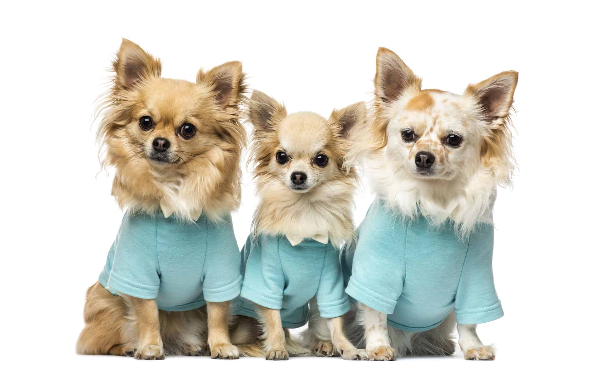 Long Haired Chihuahua: A Complete Guide to your Fluffy Friend - K9 Web