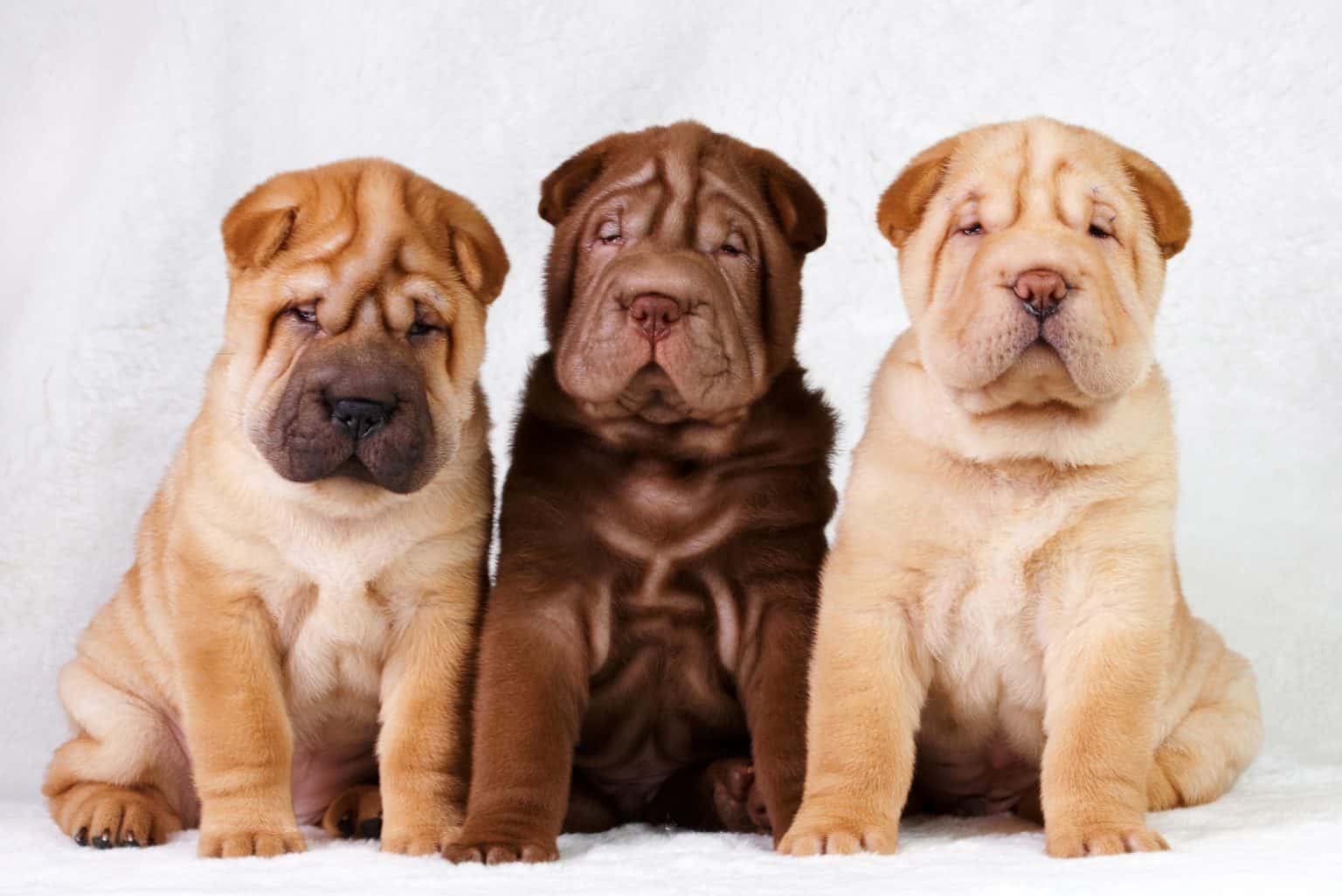 Chinese Shar Pei: The wrinkliest dog in the world - K9 Web