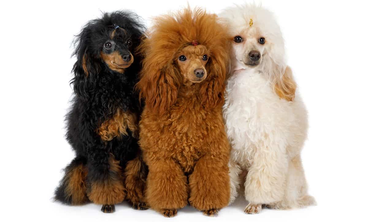 Do you know how many Poodle colors there are? Which is the best? - K9 Web