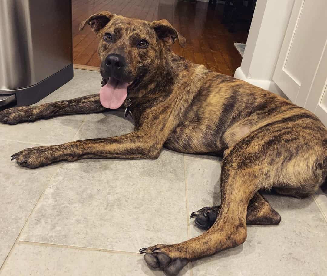 Should I get an energetic Lab Hound mix dog? - K9 Web