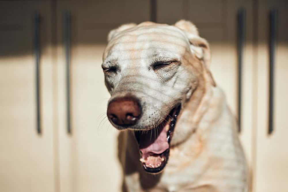 Good & Bad Common Dog Behaviors: Why do dogs do it? - K9 Web