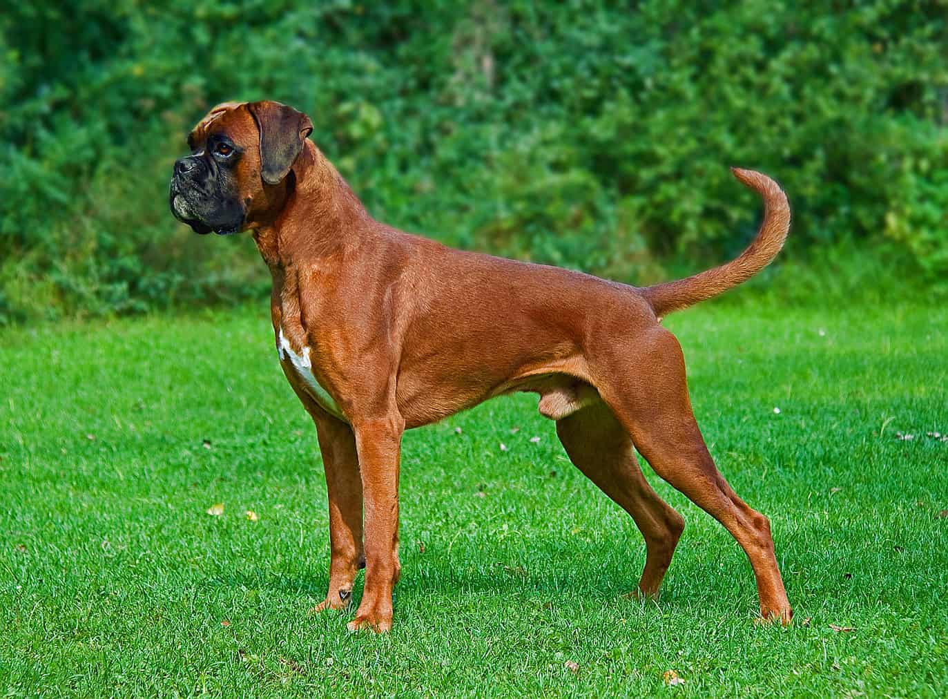 200+ Popular and Meaningful Boxer Names For Your Dog - K9 Web