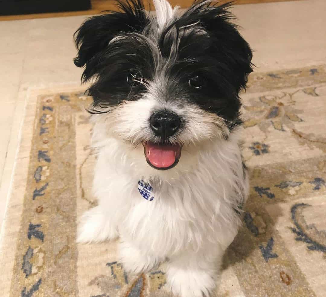 All the things you should know about the Shih Tzu mixes - K9 Web