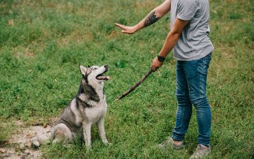 The most comprehensive dog acronym list - K9 Web