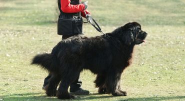 The most comprehensive dog acronym list - K9 Web