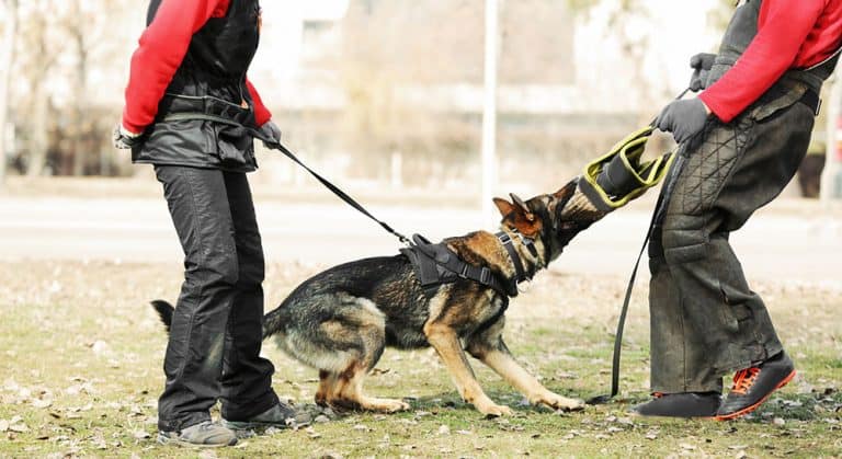 The most comprehensive dog acronym list - K9 Web