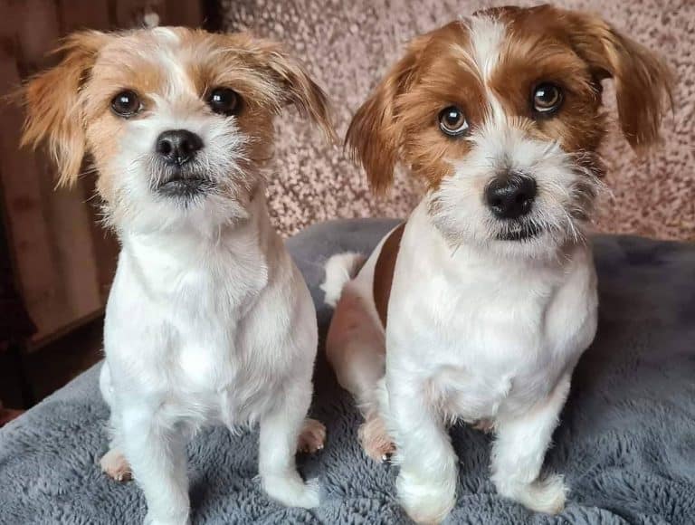 Shih Tzu Mixes: 36 Different Shih Tzu Crossbreeds - K9 Web