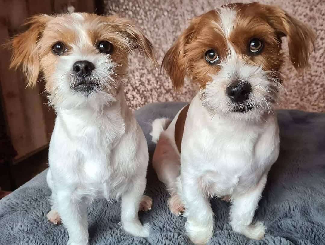 Shih Tzu Mixes: 36 Different Shih Tzu Crossbreeds - K9 Web