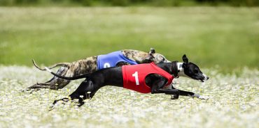 The most comprehensive dog acronym list - K9 Web