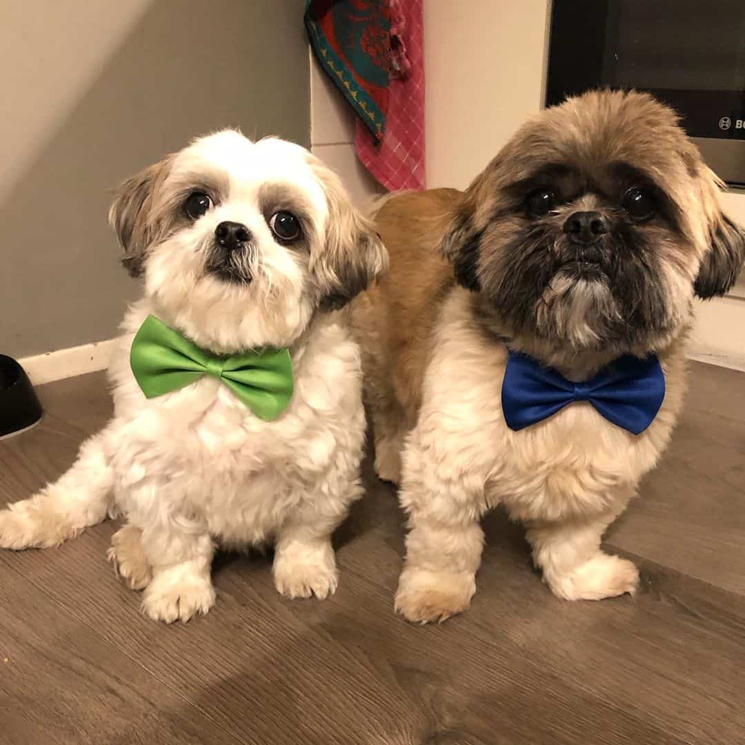 What are the Best Shih Tzu Names for My New Puppy? - K9 Web