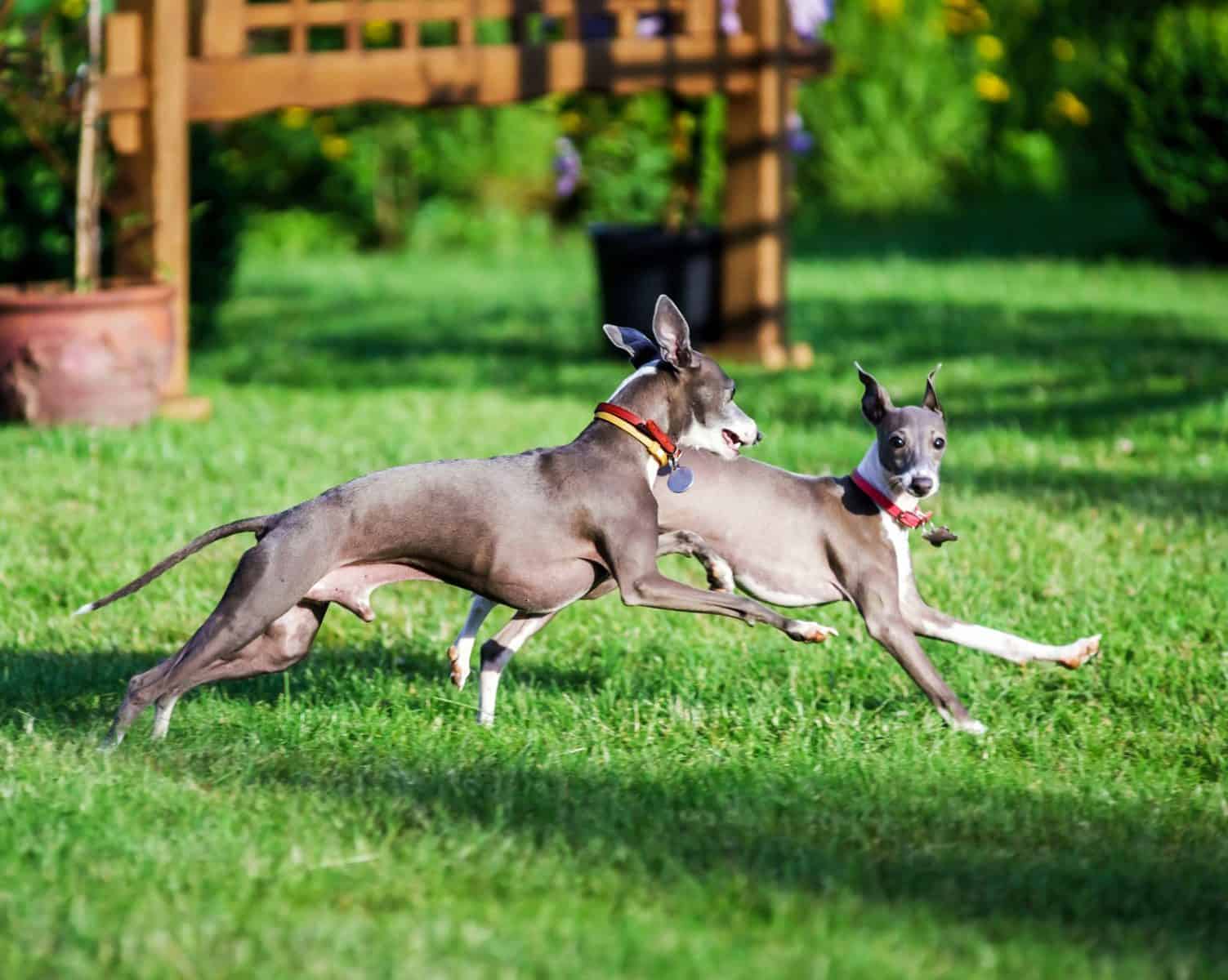 Italian Greyhounds: The speedy and charming jester of the dog world ...
