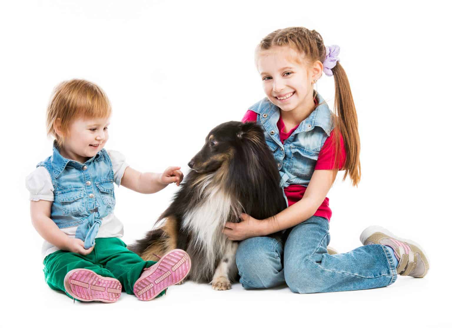 The Shetland Sheepdog: What to know about the Sheltie - K9 Web